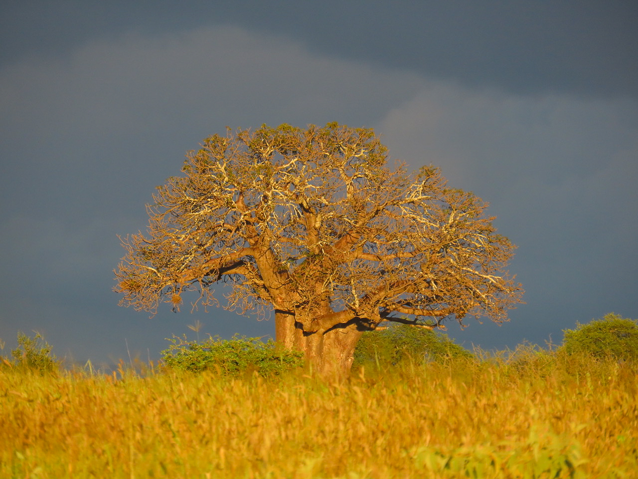 Tanzania Birding & Wildlife Safari Trip Report (Apr 13 - 28, 2024 ...