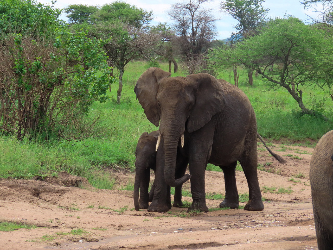Tanzania Birding & Wildlife Safari Trip Report (Apr 13 - 28, 2024 ...