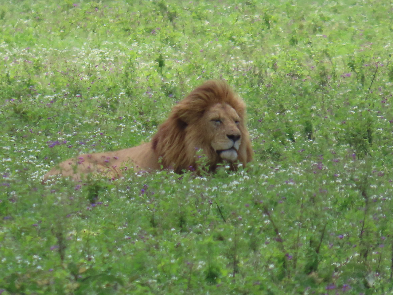 Tanzania Birding & Wildlife Safari Trip Report (Apr 13 - 28, 2024 ...
