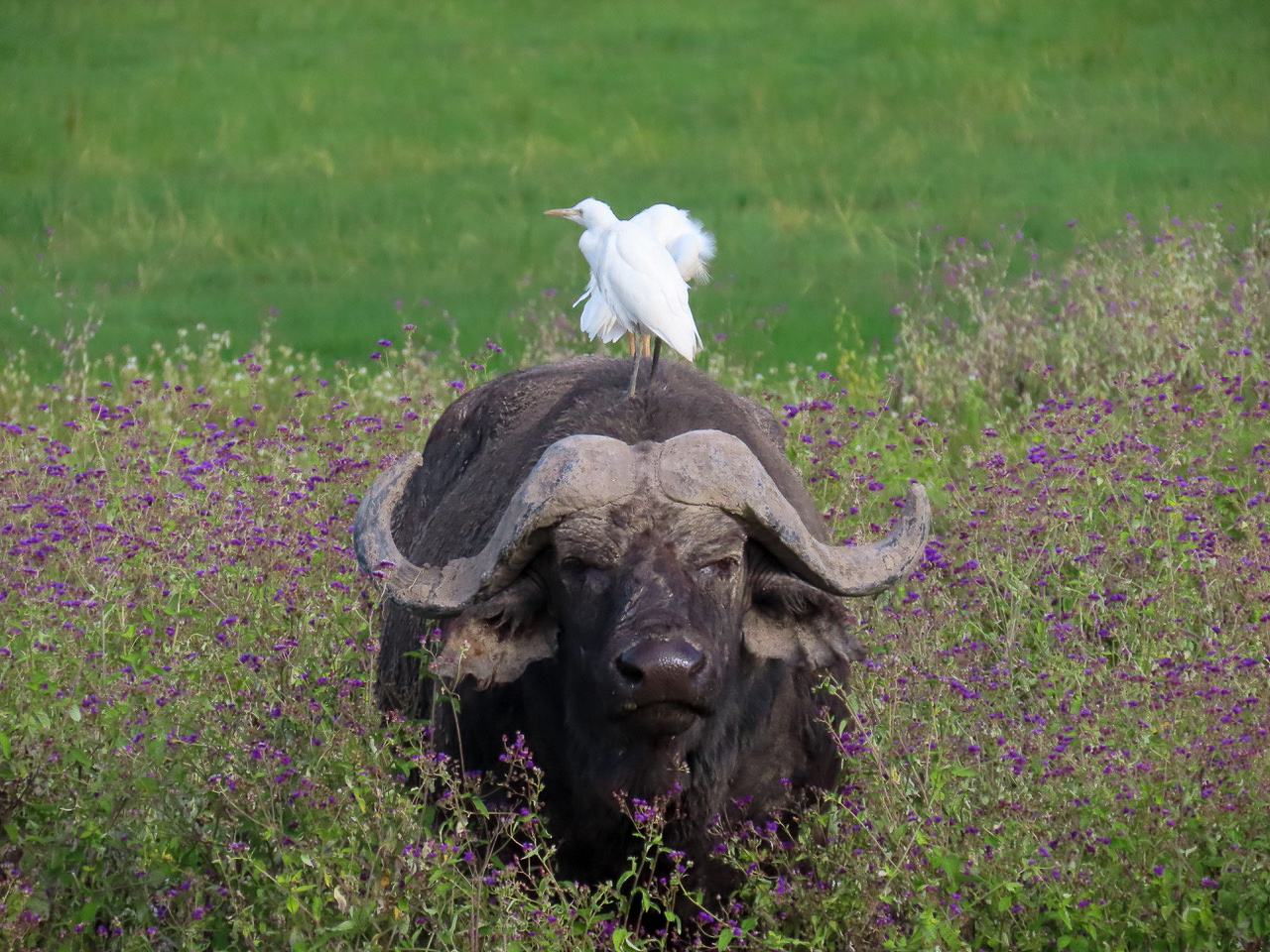 Tanzania Birding & Wildlife Safari Trip Report (Apr 13 - 28, 2024 ...