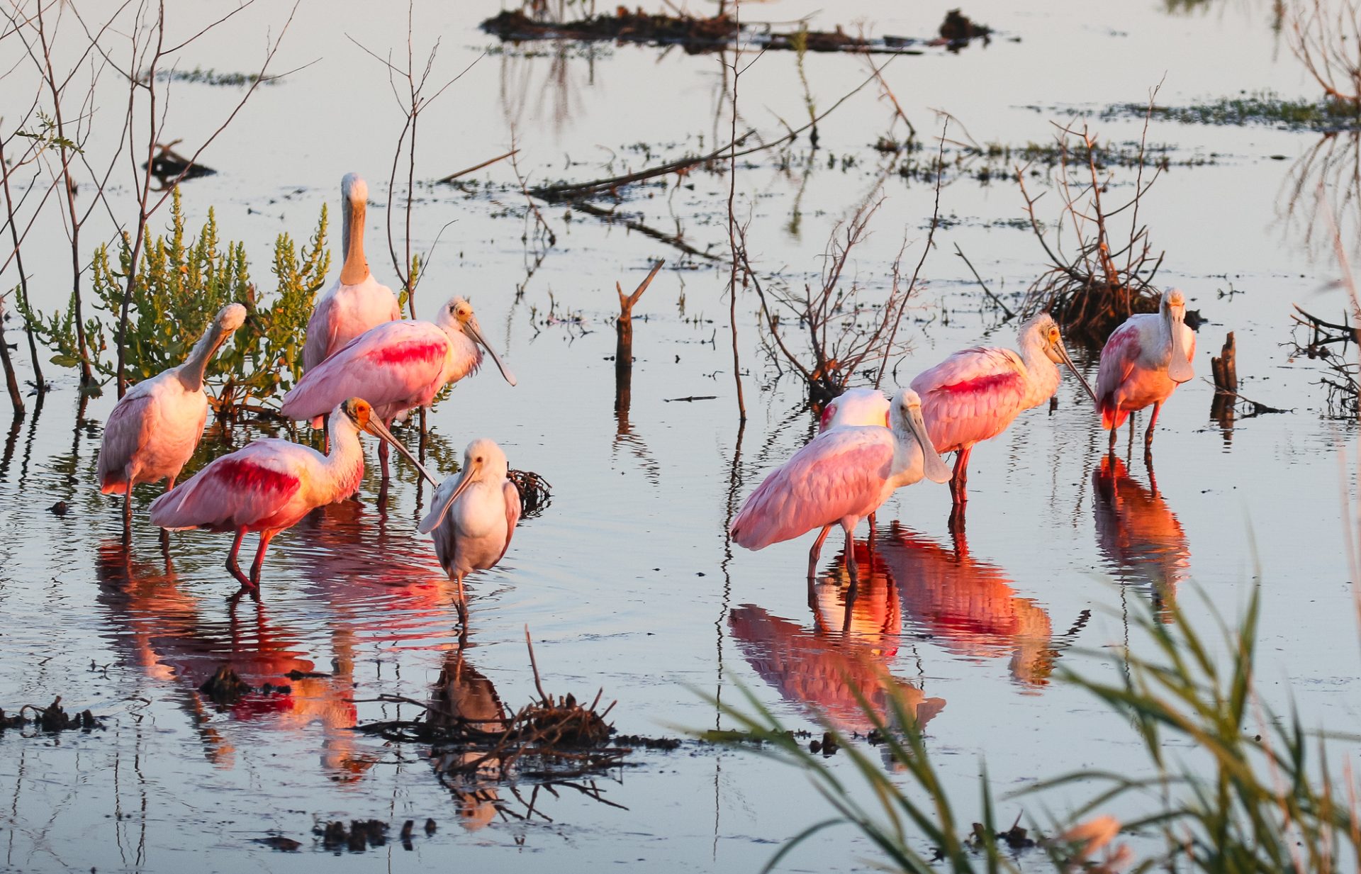 Texas Spring Migration Trip Report (Apr 13 - 21, 2024) - Eagle-Eye Tours