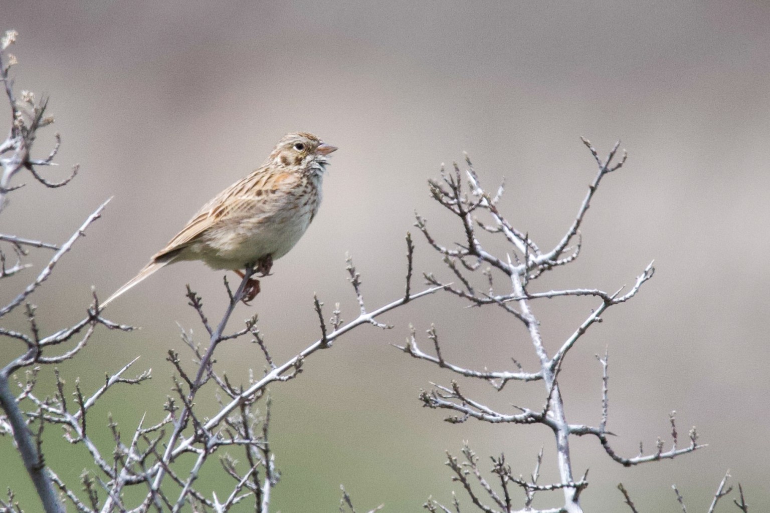 Alberta Birds & Dinosaurs Trip Report (May 25 - 29, 2024) - Eagle-Eye Tours