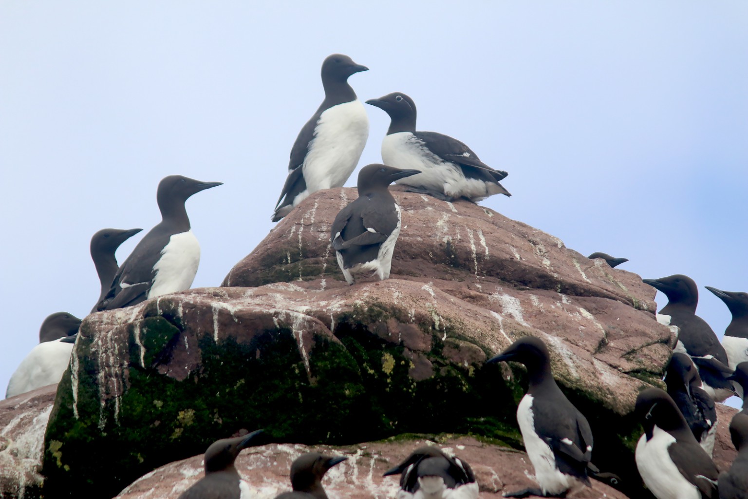 Grand Newfoundland Trip Report (June 24 – July 5, 2024) - Eagle-Eye Tours
