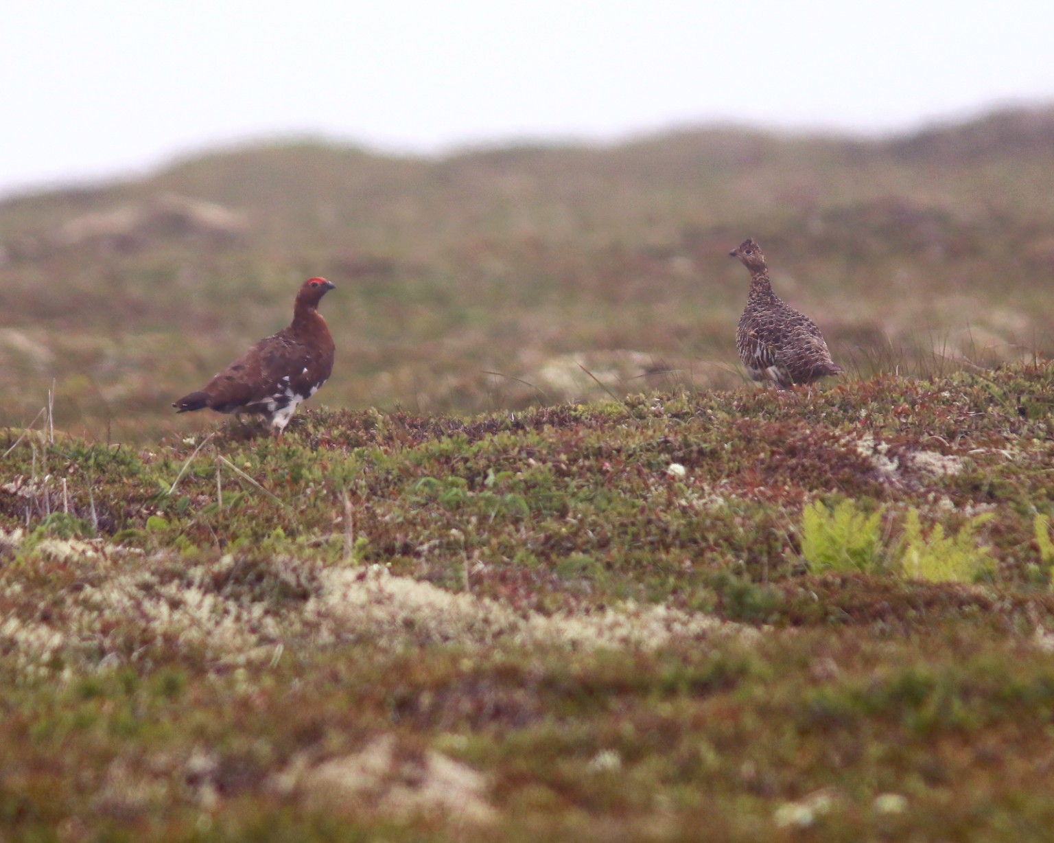 Grand Newfoundland Trip Report (June 24 – July 5, 2024) - Eagle-Eye Tours
