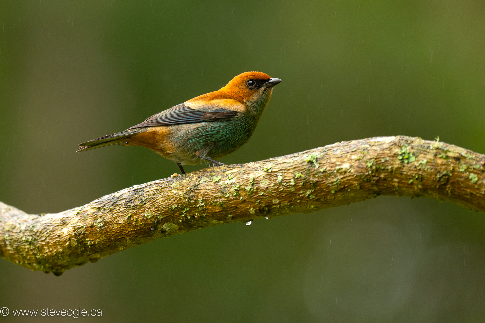 Brazil: Atlantic Rainforest Trip Report 2024 - Eagle-Eye Tours