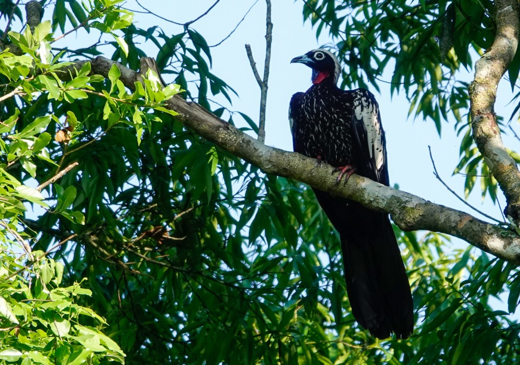 Iguazu Falls Extension Trip Report 2024 - Eagle-Eye Tours
