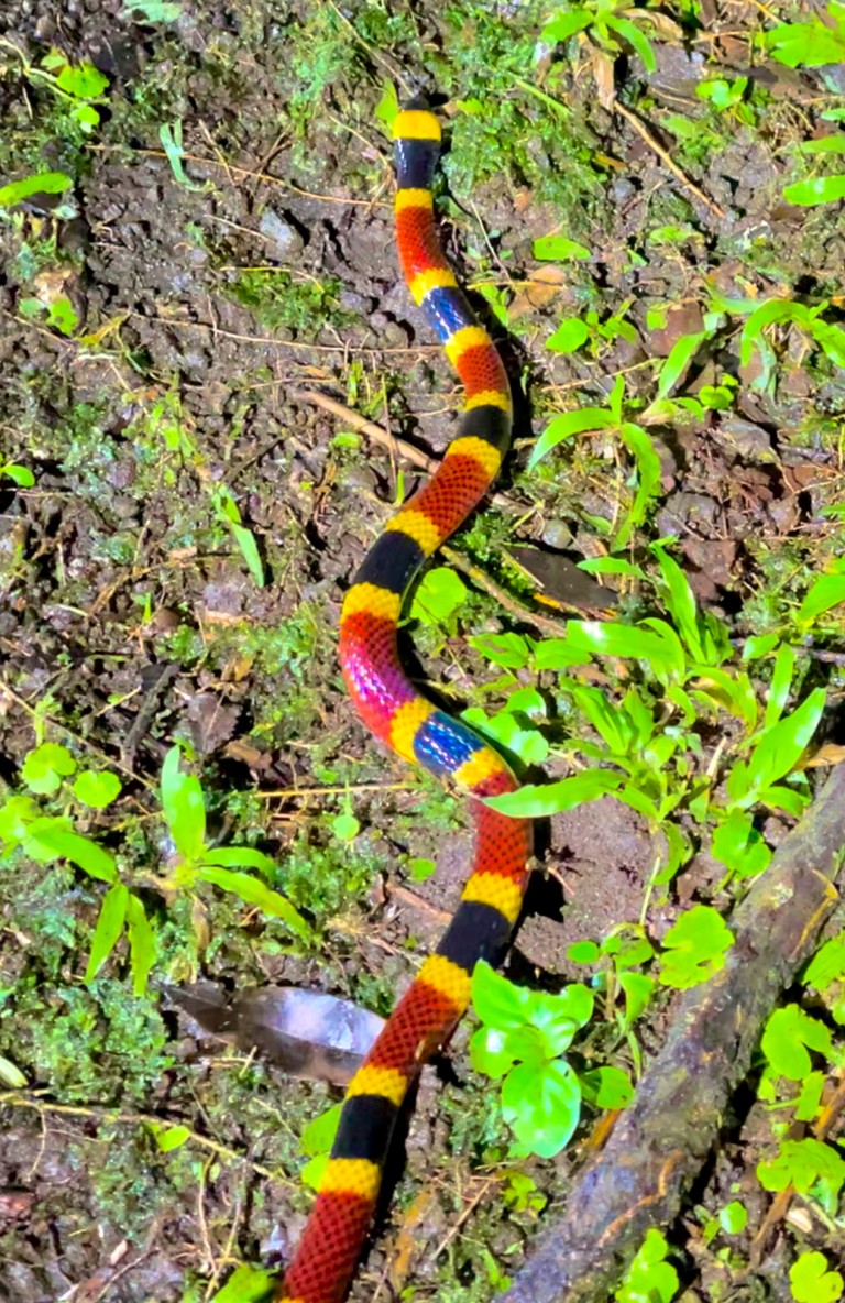 Costa Rica Caribbean Trip Report (Oct 14 - 25, 2024) - Eagle-Eye Tours