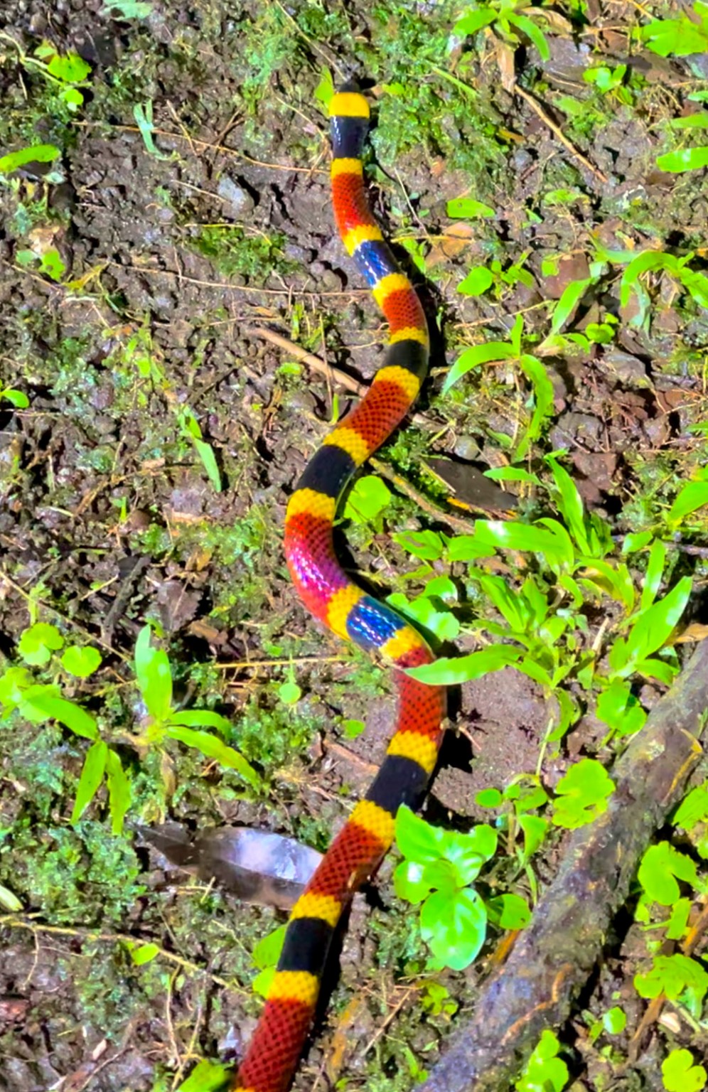 Costa Rica Caribbean Trip Report (Oct 14 - 25, 2024) - Eagle-Eye Tours
