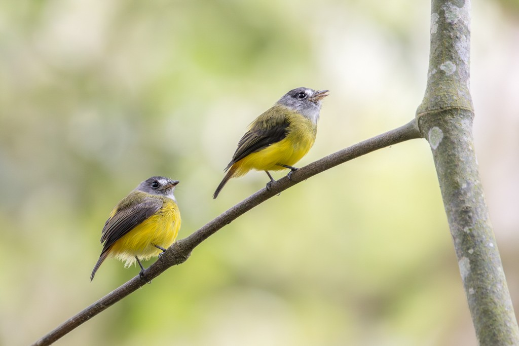 Ecuador Bird Photography 2024 report with images - Eagle-Eye Tours