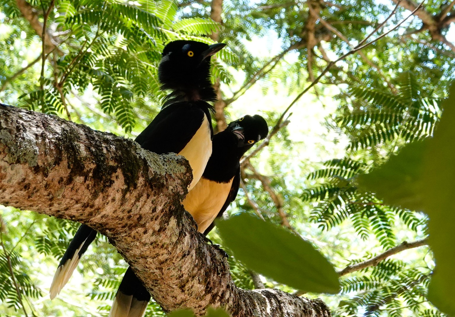 Iguazu Falls Extension Trip Report 2024 - Eagle-Eye Tours