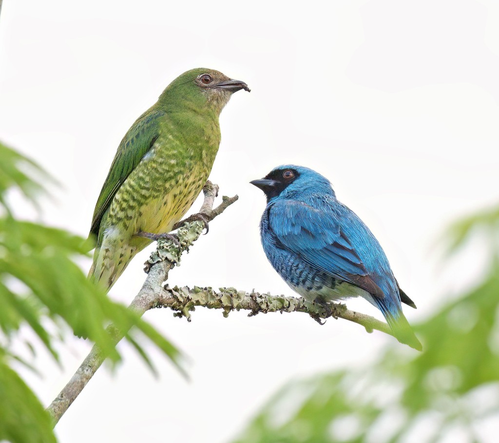 Iguazu Falls Extension Trip Report 2024 - Eagle-Eye Tours