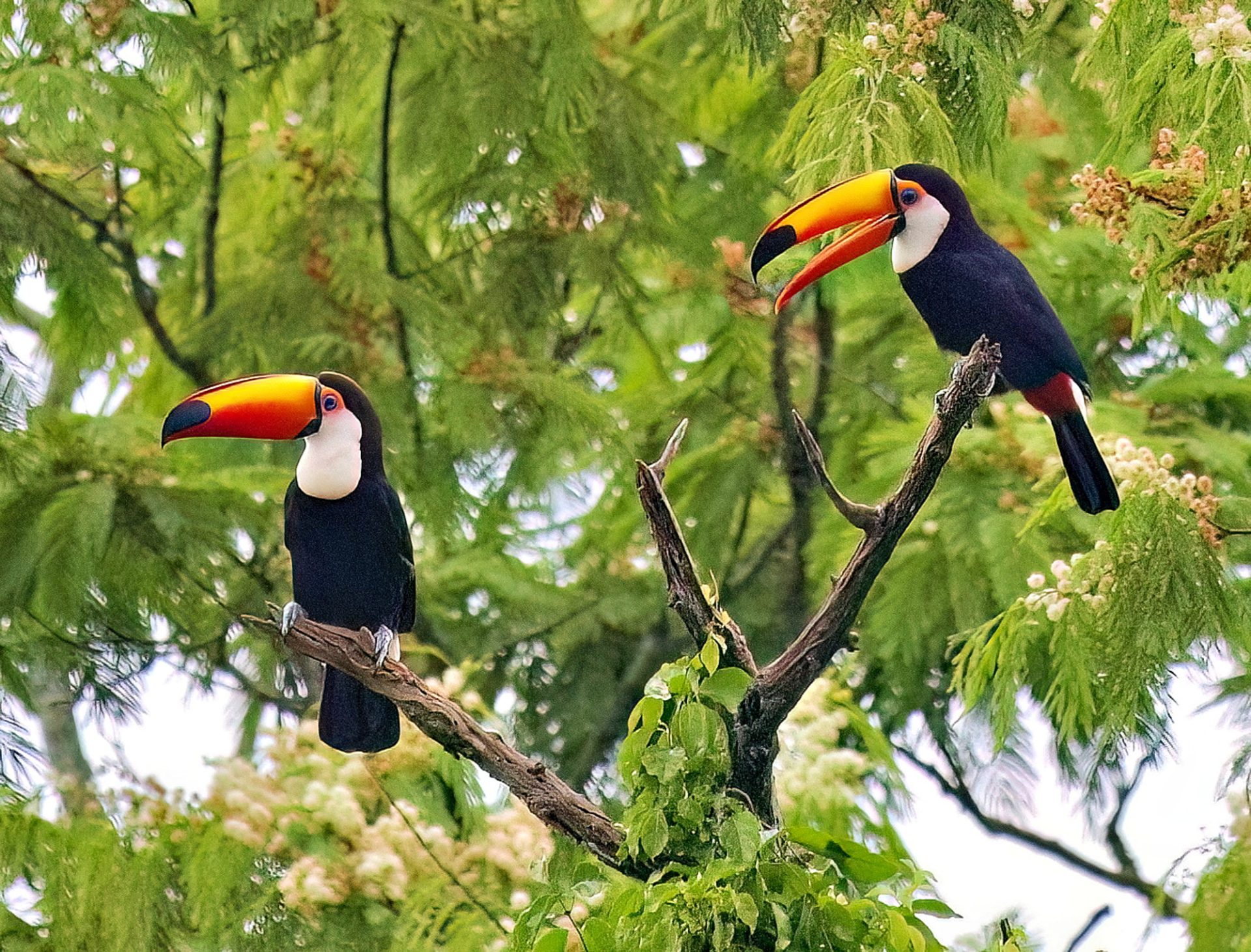Iguazu Falls Extension Trip Report 2024 - Eagle-Eye Tours