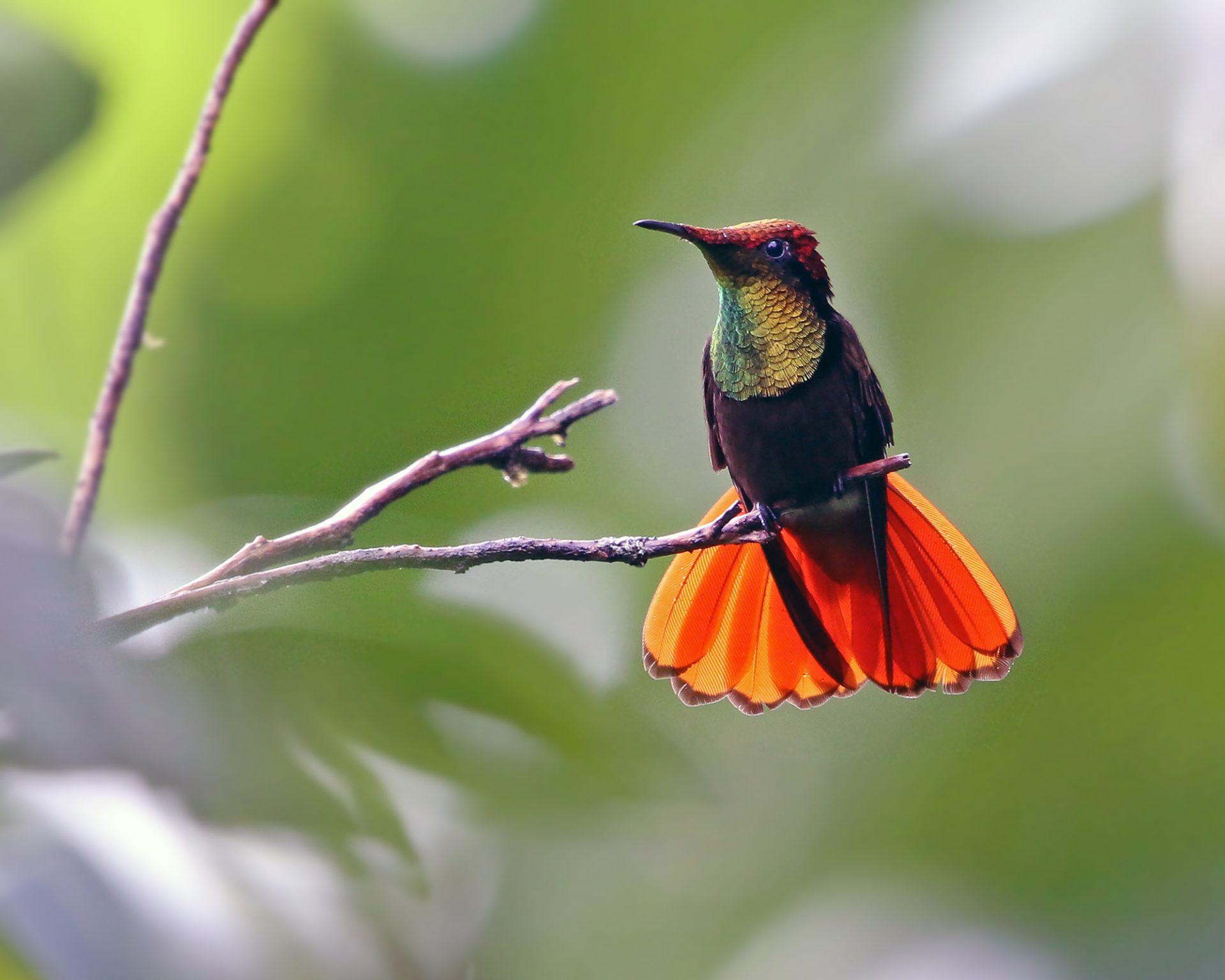 Trinidad & Tobago Trip Report (Dec 2024) - Eagle-Eye Tours