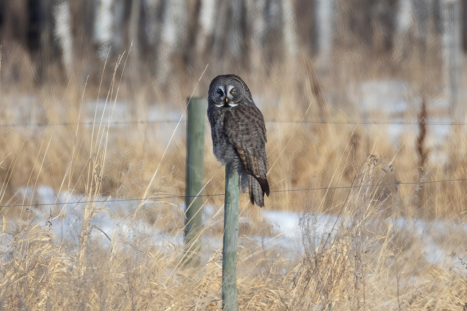 Manitoba Owls Tour Trip Report (Feb 28-Mar 4, 2025) - Eagle-Eye Tours