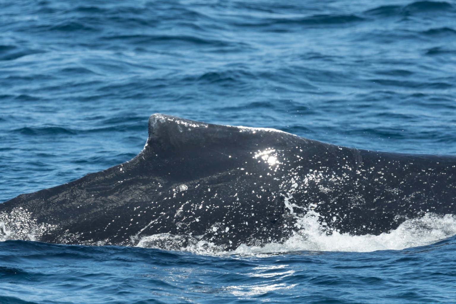 Grand Newfoundland Trip Report (Jun 12 – 23, 2025) - Eagle-Eye Tours