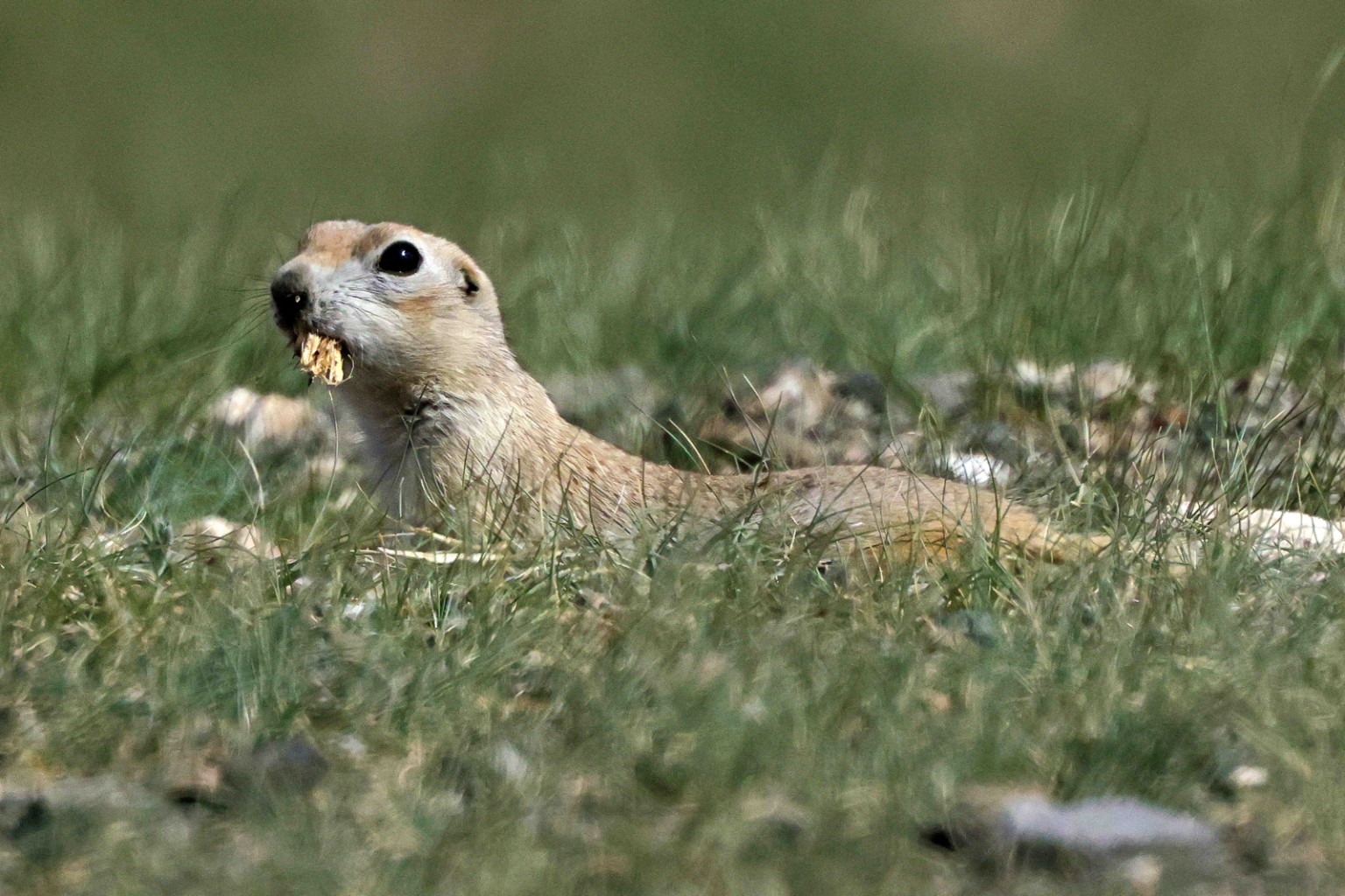 Mongolia Snow Leopards & Birds Trip Report (May 25 – June 8, 2025 ...