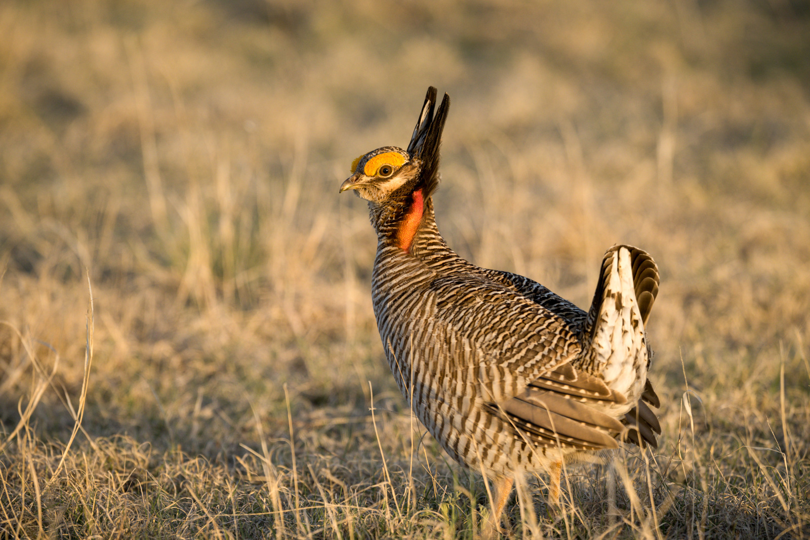Colorado Grouse Trip Report 2025 - Eagle-Eye Tours