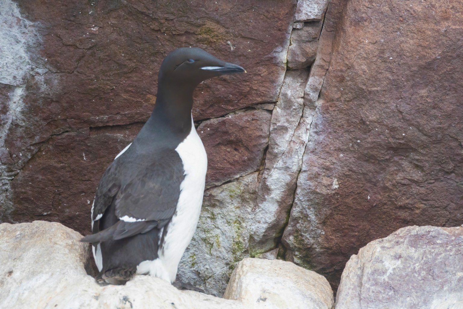 Newfoundland Birding with Canadian Geographic Trip Report 2025 - Eagle ...