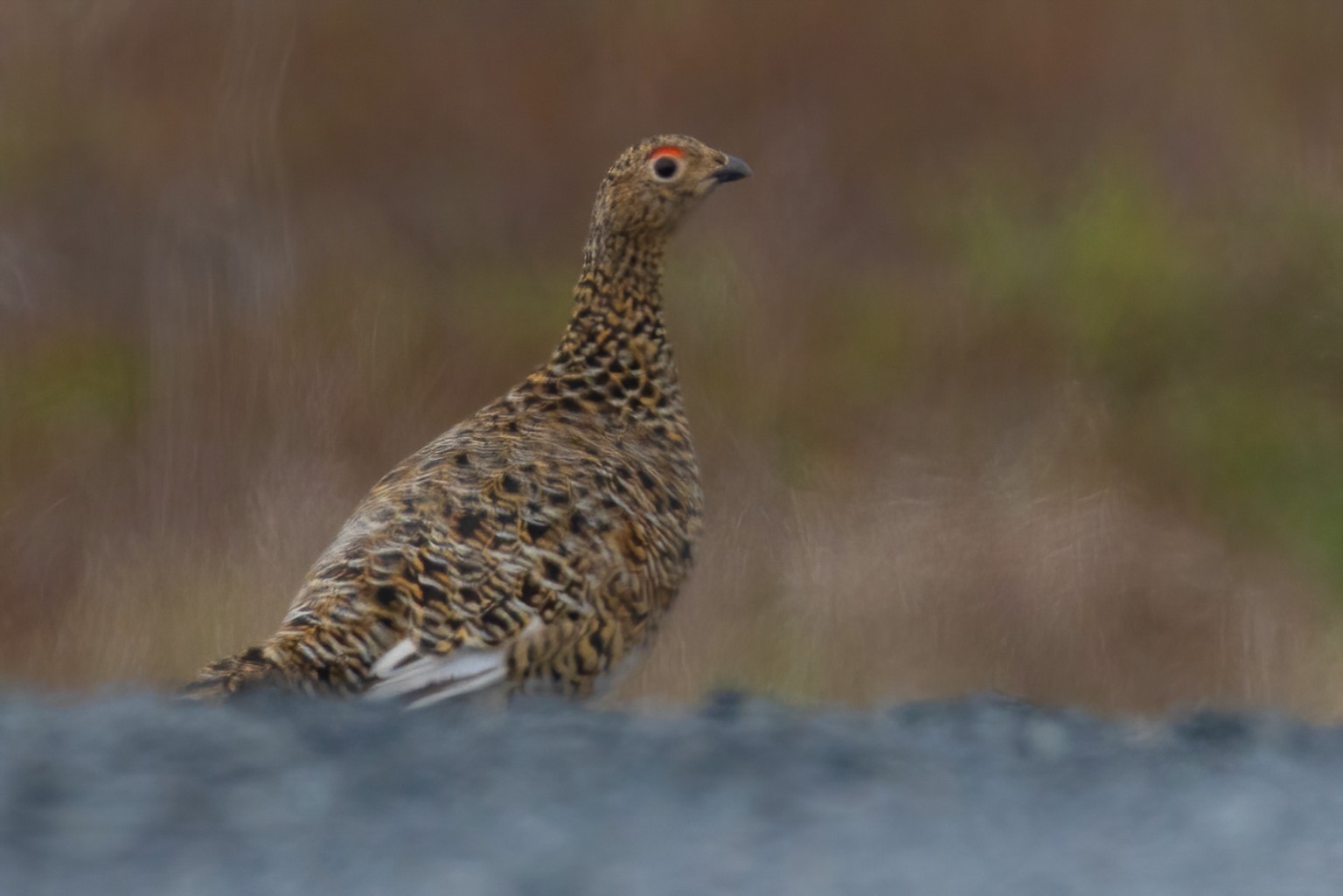 Newfoundland Birding with Canadian Geographic Trip Report 2025 - Eagle ...