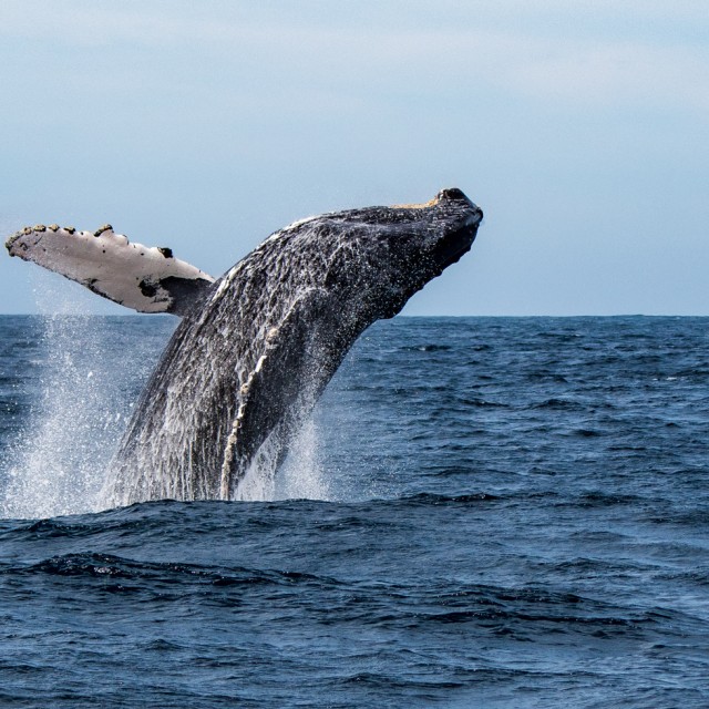 Great Bear Sea Sailing | British Columbia | Whales & Bears