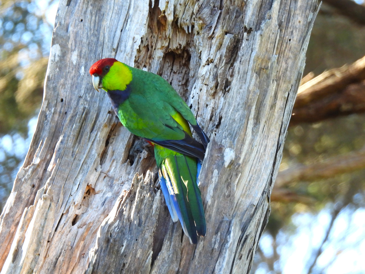 Western Australia Trip Report 2025 - Eagle-Eye Tours