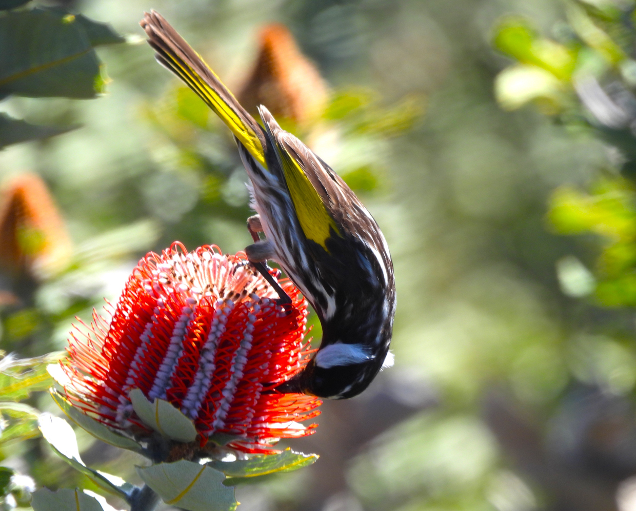 Western Australia Trip Report 2025 - Eagle-Eye Tours