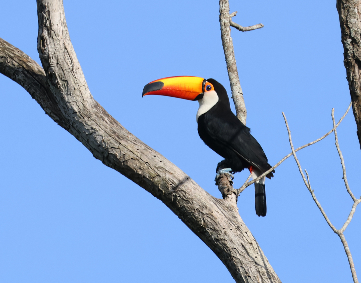 Iguazu Trip Report 2025 - Eagle-Eye Tours