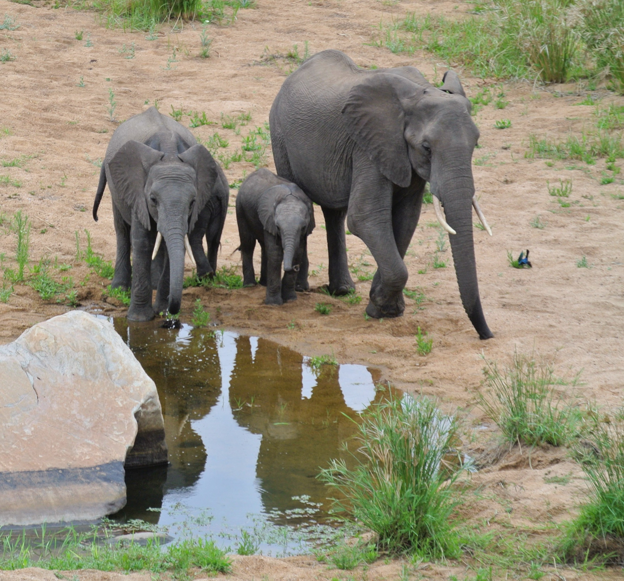 South Africa Birding & Wildlife Safari Trip Report 2025 - Eagle-Eye Tours