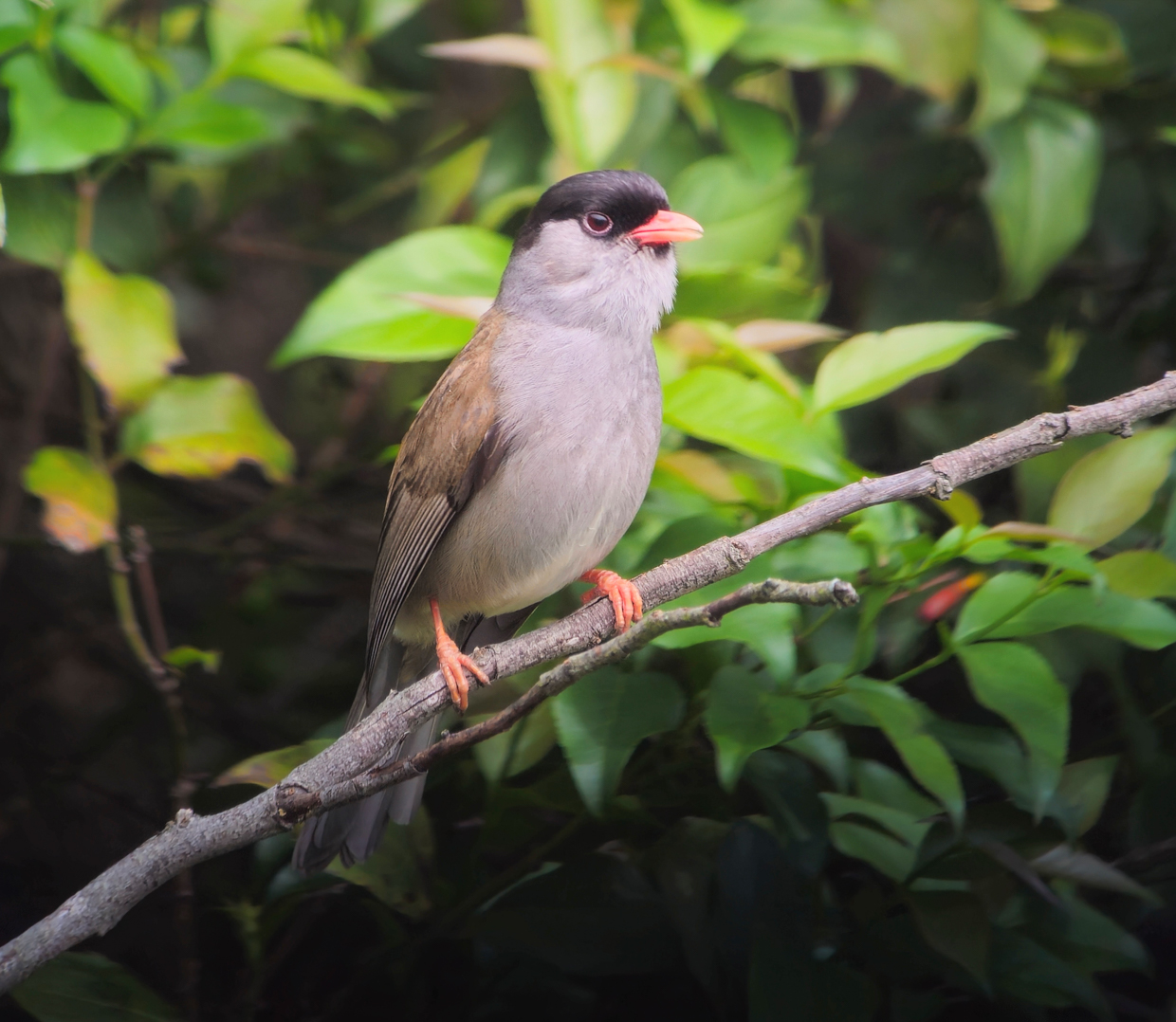 South Africa Birding & Wildlife Safari Trip Report 2025 - Eagle-Eye Tours