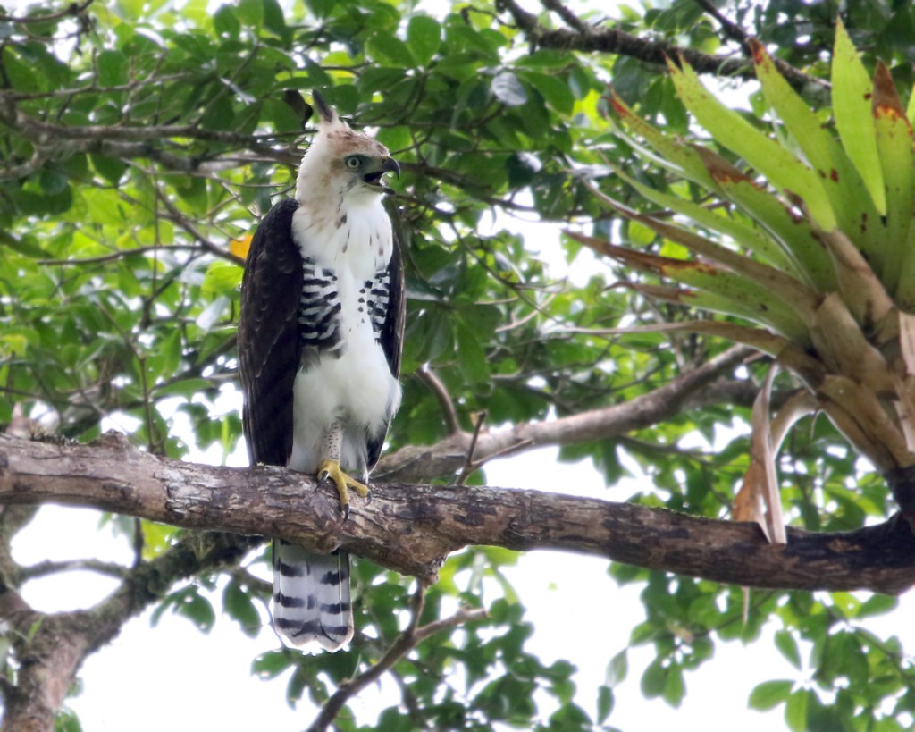 Trinidad & Tobago Trip Report (Nov 29 - Dec 10, 2025) - Eagle-Eye Tours